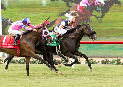 Midnight Storm - Horse Profile - BloodHorse