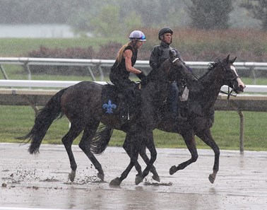 Exaggerator - Horse Profile - BloodHorse