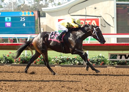 Gold Rush Dancer - Horse Profile - BloodHorse