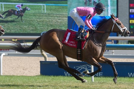 Lexie Lou - Horse Profile - BloodHorse