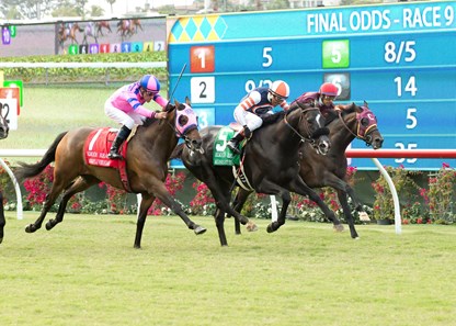 Midnight Storm - Horse Profile - BloodHorse
