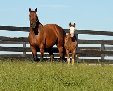 Southern Phantom - Horse Profile - BloodHorse