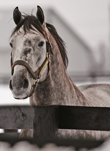 Mission Impazible - Horse Profile - BloodHorse