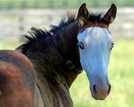 Catching Up With Southern Phantom - Slideshow - BloodHorse