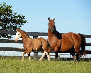 Catching Up With Southern Phantom - Slideshow - BloodHorse