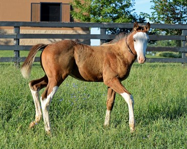 Catching Up With Southern Phantom - Slideshow - BloodHorse