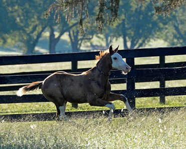 Catching Up With Southern Phantom - Slideshow - BloodHorse