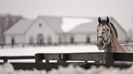 Mission Impazible - Horse Profile - BloodHorse