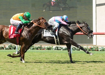 Midnight Storm - Horse Profile - BloodHorse