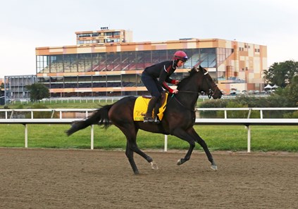 Exaggerator - Horse Profile - BloodHorse