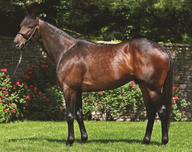 Uncle Mo - Horse Profile - BloodHorse