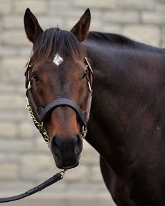 Derby Hopeful Runaway Ghost Boosts Ghostzapper - BloodHorse