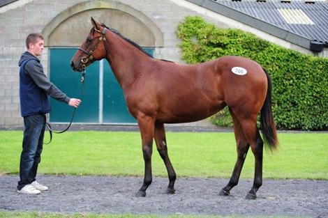 Dandy Man Filly Stars at Tattersalls Ireland - BloodHorse