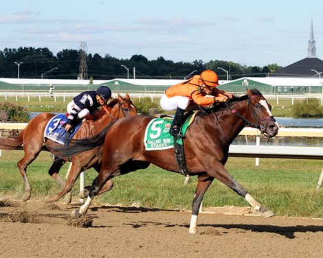 Noholdingback Bear Entering Stud at Colebrook Farms - BloodHorse