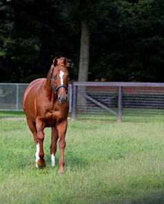 Curlin - Horse Profile - BloodHorse