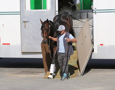 Exaggerator - Horse Profile - BloodHorse