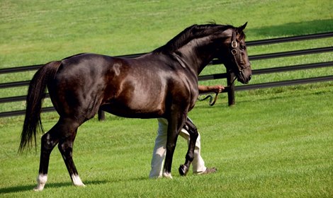 Fees Steady for Top Darley Stallions - BloodHorse