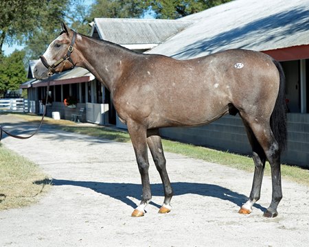Eaton’s Tapit Colt Attracting Attention - BloodHorse