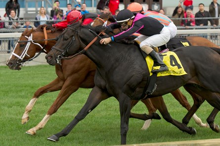 Calgary Cat - Horse Profile - BloodHorse