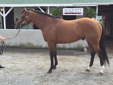 Den's Legacy - Horse Profile - BloodHorse