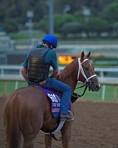 Lady Shipman - Horse Profile - BloodHorse