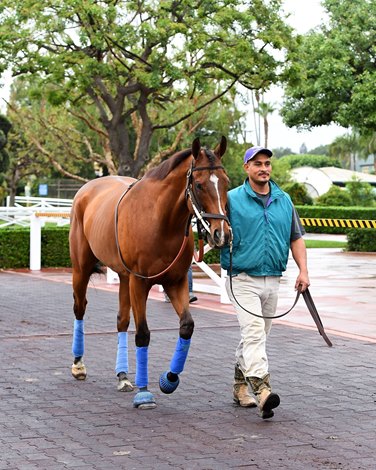 Masochistic Moving to Baffert Barn After Turnout - BloodHorse