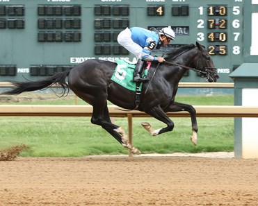 Not This Time - Horse Profile - BloodHorse