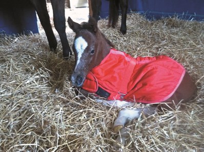 Heavenly Grace - Horse Profile - BloodHorse