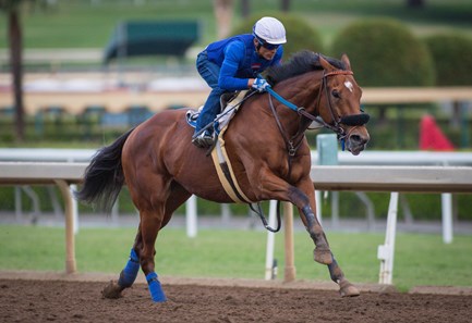 Vyjack - Horse Profile - BloodHorse