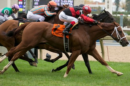 Calgary Cat Back in Canada for Connaught Cup - BloodHorse