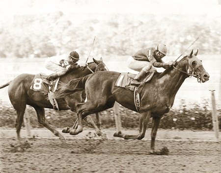 A Look Back: Alydar Toast of 1977 Champagne - BloodHorse