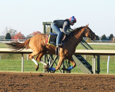 Ring Weekend - Horse Profile - BloodHorse
