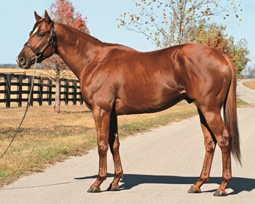 Line of David - Horse Profile - BloodHorse