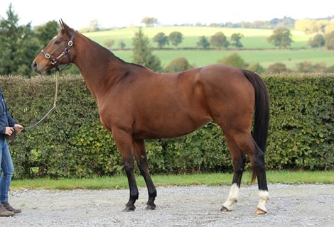 Brant Dominates Goffs Breeding Stock Sale - BloodHorse