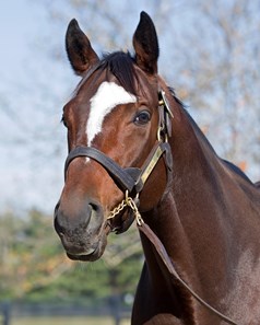 Tonalist - Horse Profile - BloodHorse