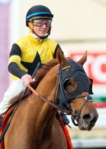Ring Weekend - Horse Profile - BloodHorse