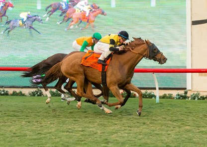 Ring Weekend - Horse Profile - BloodHorse