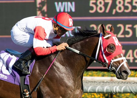 Kitten's Cat Set for Dania Beach - BloodHorse