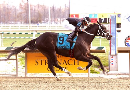 Sharp Azteca - Horse Profile - BloodHorse