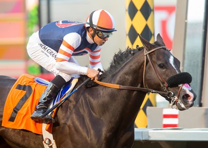 Midnight Storm - Horse Profile - BloodHorse