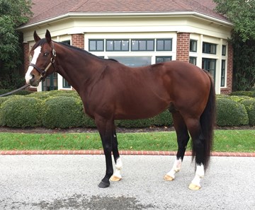 Union Rags - Horse Profile - BloodHorse