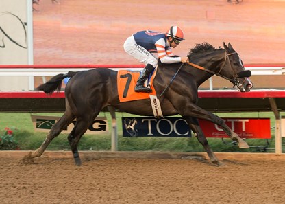 Midnight Storm - Horse Profile - BloodHorse