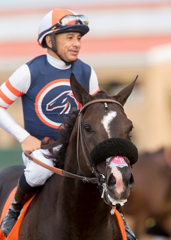 Midnight Storm Shows Similar Speed on Dirt - BloodHorse