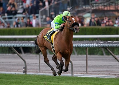 Conquest Enforcer - Horse Profile - BloodHorse