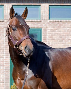 Exaggerator - Horse Profile - BloodHorse