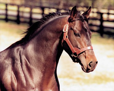 Seattle Slew - Slideshow - BloodHorse