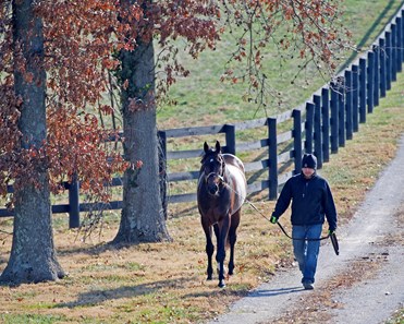 Exaggerator - Horse Profile - BloodHorse