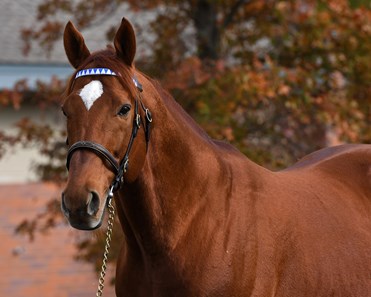 Animal Kingdom - Horse Profile - BloodHorse