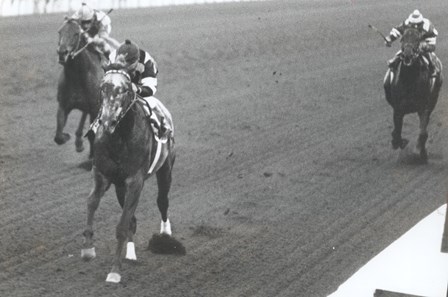 Spectacular Bid - Horse Profile - BloodHorse