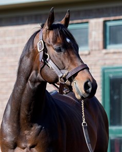 Exaggerator - Horse Profile - BloodHorse